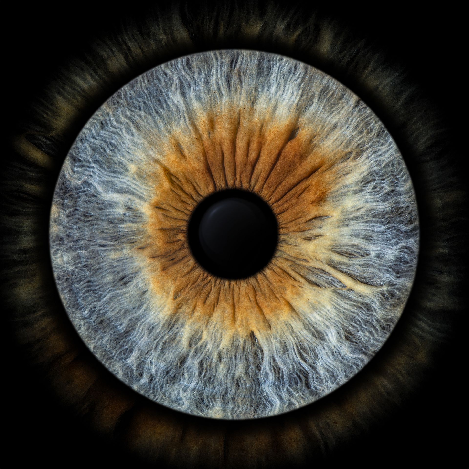 HOME | IRISPHOTO.ART